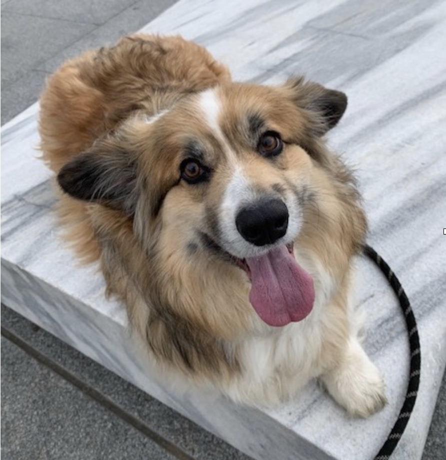 2021 North Woodside Dog Scavenger Hunt | Welcome to North Woodside